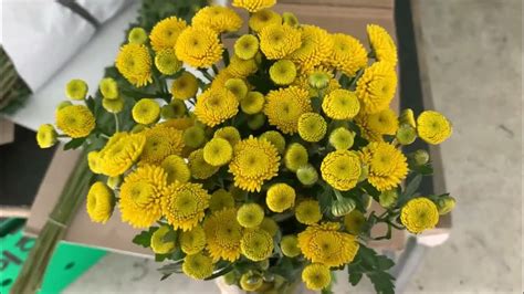 옐로우캡 소국 생화 꽃집 꽃집창업 꽃값 온라인꽃시장 온라인꽃도매 인터넷꽃시장 인터넷꽃도매 서울꽃시장 꽃농장 꽃배송 생화배송 생화도매 생화택배 꽃배달 생화배달 생화주문 생화