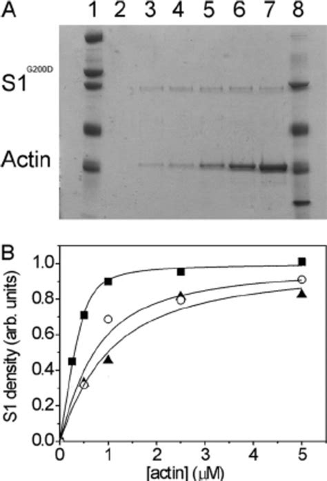 Determination Of Actin Affinity In The Presence Of Adp 24 The Download Scientific Diagram