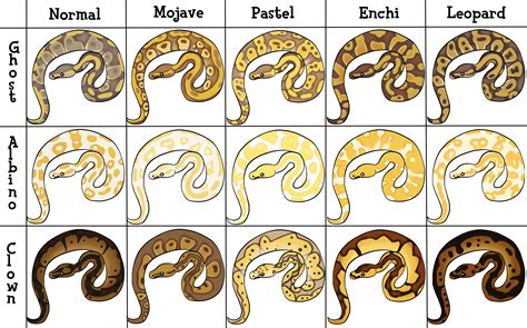 Recessive Ball Python Imports Closed By Wolfhavenwoods On Deviantart