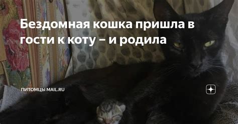 Бездомная кошка пришла в гости к коту и родила Питомцы Дзен