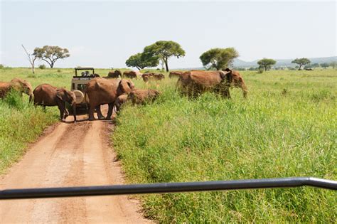 탄자니아 세렝게티에서 아프리카 부시 코끼리의 근접 촬영 0명에 대한 스톡 사진 및 기타 이미지 0명 나무 나뭇가지