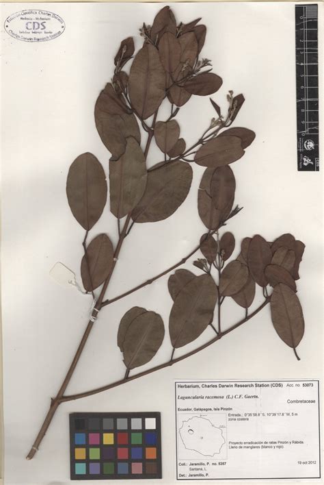 Laguncularia Racemosa