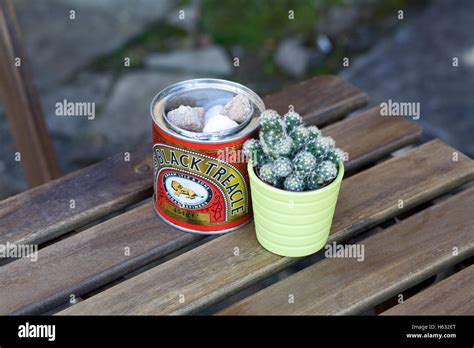 Black Treacle Tin With A Cactus Hi Res Stock Photography And Images Alamy
