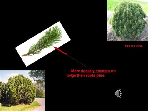 Tree Part Flashcards Quizlet Tree Part Flashcards Quizlet