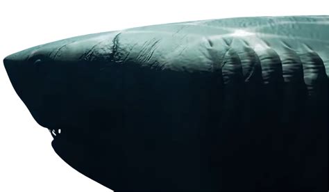 The Meg Head By Kingofallkongs On Deviantart