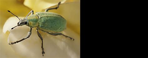 Citrus Pests