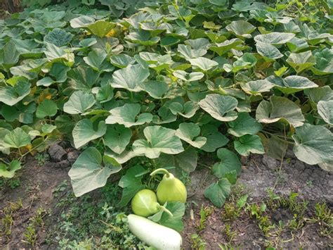 ရာသီအလိုက် ဟင်းသီးဟင်းရွက်မျိုးစုံ တစ်နိုင်တစ်ပိုင် စိုက်ပျိုးရောင်းချခြင်းဖြင့် မိသားစုအပိုဝင်င