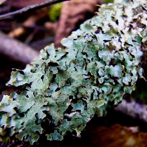 Lichen