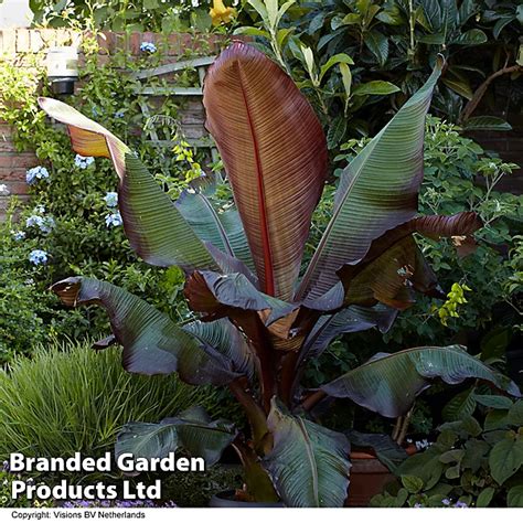 Ensete Ventricosum Maurelii Ethiopian Black Banana 105cm Potted Plant X 2