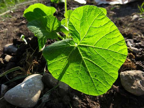 Winter Squash Green Tiny Farm Blog