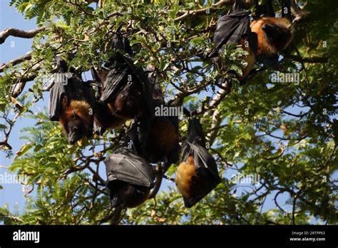 India 03rd Sep 2023 Flying Foxes Pteropus Vampyrus Hanging On The