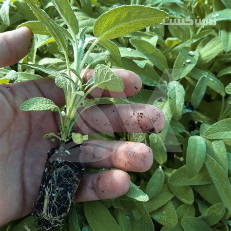 نشا مریم گلی آدرین کشت