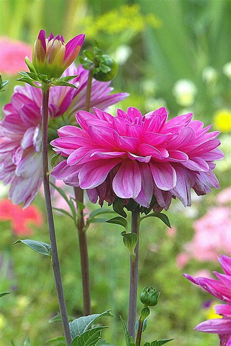 Potted Dahlias How To Plant Care For And Overwintering Bliss And Blooms