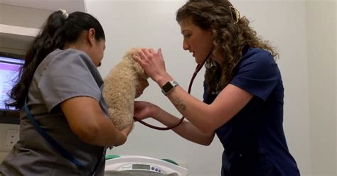 Furry Friend Friday Leptospirosis Vaccine