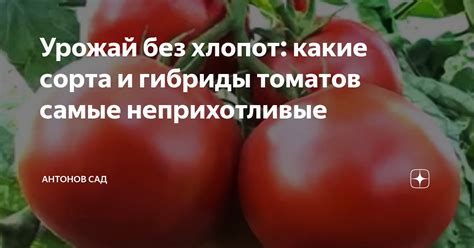 Урожай без хлопот какие сорта и гибриды томатов самые неприхотливые Антонов сад дача и
