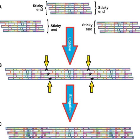 schematic of fabrication dna nanotubes via integration of sticky ended download scientific