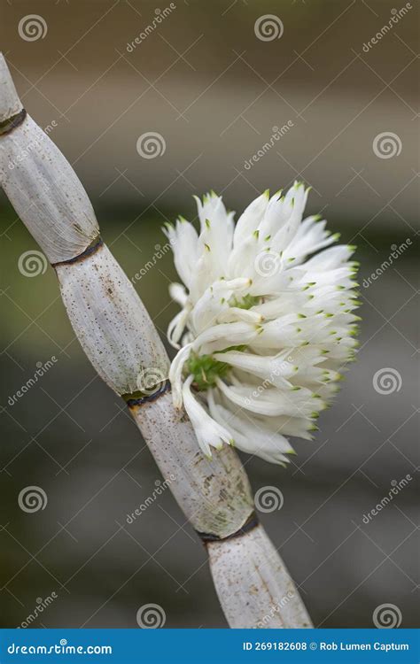 Purple Dendrobium Purpureum Var Alba Green Tipped White Flowers Stock