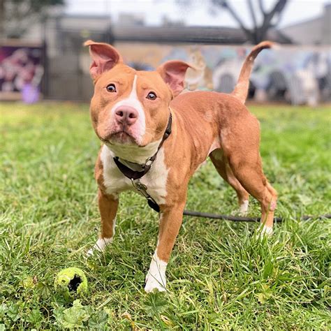 Billie Jean The Sweet 2 Year Old Apricot Pibble Mix Is Up For