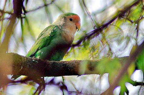 Rosy Faced Lovebird Birdforum