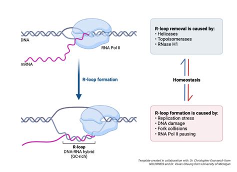 R Loops Form In Gc Rich Regions Biorender Science Templates