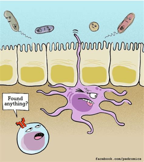 Figure 29 From Effects Of Complement Opsonization Of Hiv On Dendritic