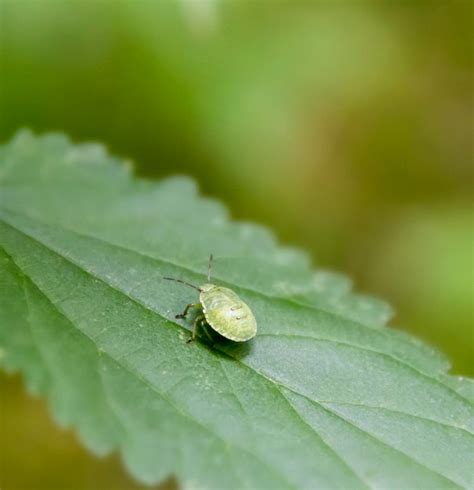 Premium Photo Green Shield Bug Nymph