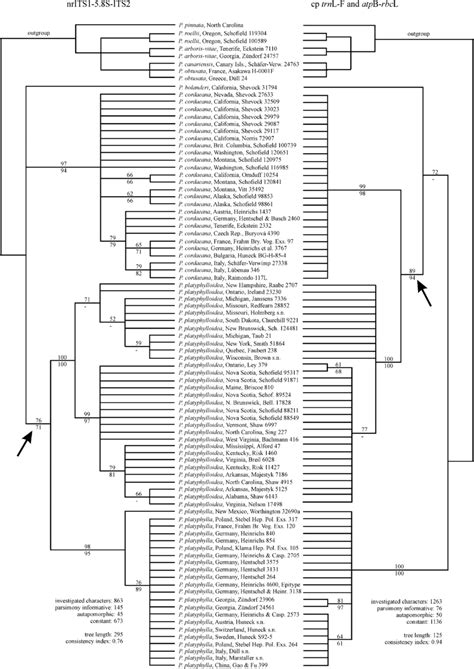 Maximum Parsimony Mp Strict Consensus Trees Each Compiled Of