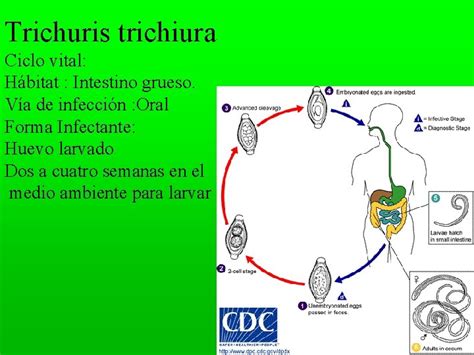 Trichuris Trichiura Trichuriasis Nematodo Habitat Intestino Grueso Comensal