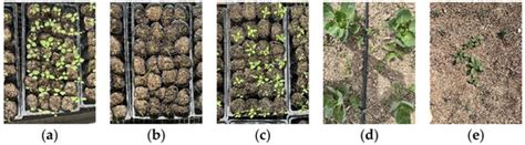 Had Yolo An Accurate And Effective Weed Detection Model Based On Improved Yolov5 Network