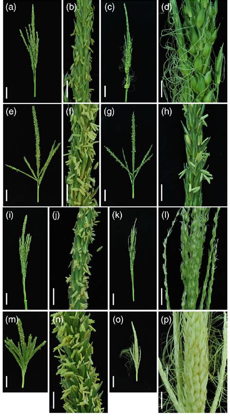 Ga 3 Whorl Application Of D8 Mpl And D9 1 Results In Divergent