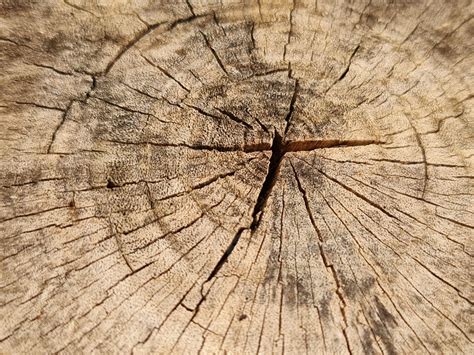 Texture Of The Tree Tree Bark Natural Texture Background 21967268 Stock Photo At Vecteezy