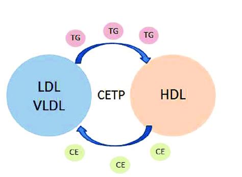 Représentation schématique de l action de la CETP adaptée d après 32 Download Scientific