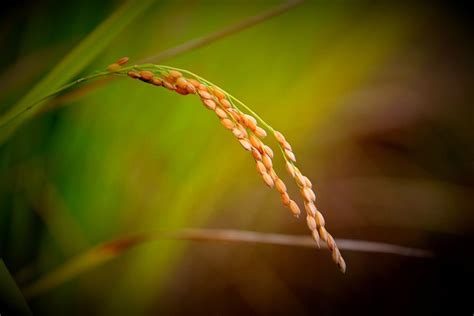 벼 식량 열매 Pixabay의 무료 사진 Pixabay