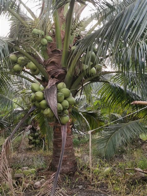 ให้เซ้ง เช่าสวนมะพร้าวน้ำหอม 19ไร่ 7ล้าน ยาว15 ปี อ บ้านแพ้ว จ สมุทรสาคร มะพร้าวมีผลผลิคออกแล้ว