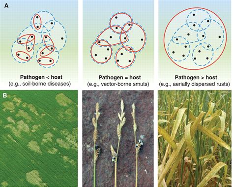 Coevolution Definition