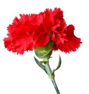 ВИХОВНА РОБОТА В КЗ "ЕСМАНЬСЬКА ЗОШ І-ІІІ СТУПЕНІВ": Волонтерська ...