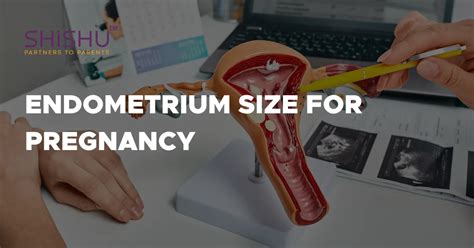 Endometrium Size For Pregnancy Myshishu