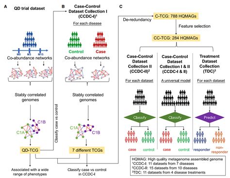 Cell 首次发现！上海交通大学赵立平等团队合作破解人体核心肠道菌群的“跷跷板”竞争密码
