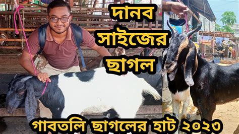 ছাগলের হাট ২০২৩ বিশাল সাইজের ছাগল উন্নত জাতের ছাগলের দাম ২০২৩ গাবতলি গরু ছাগলের হাট ২০২৩