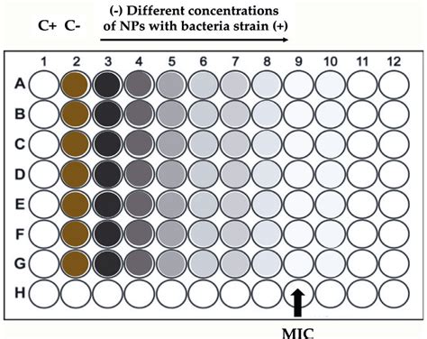 Broth Dilution Method With Nps Download Scientific Diagram