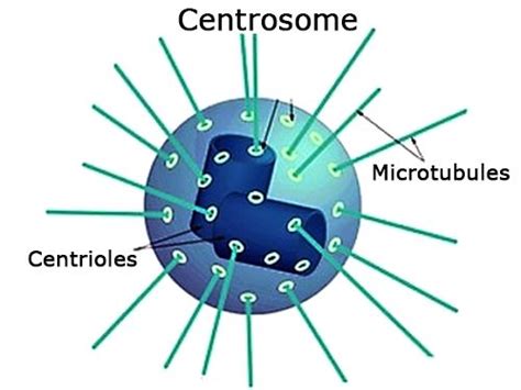 Centrosome In Plant Cell