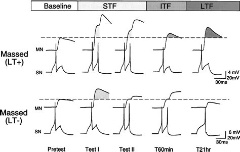 Differential Induction Of Long Term Synaptic Facilitation By Spaced And