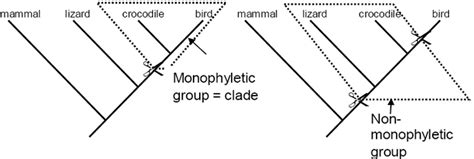 A Monophyletic Group Sometimes Called A Clade Includes An Ancestral