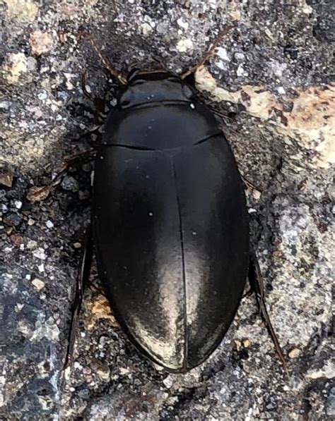 Agabini From «Սևան ազգային պարկ Armenia Am On October 30 2023 At 12 30 Pm By Andrea Gobetti