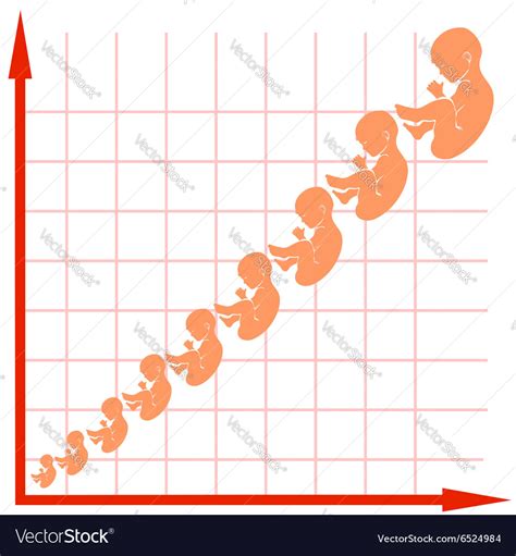 Fetal Development Chart By Month Ponasa