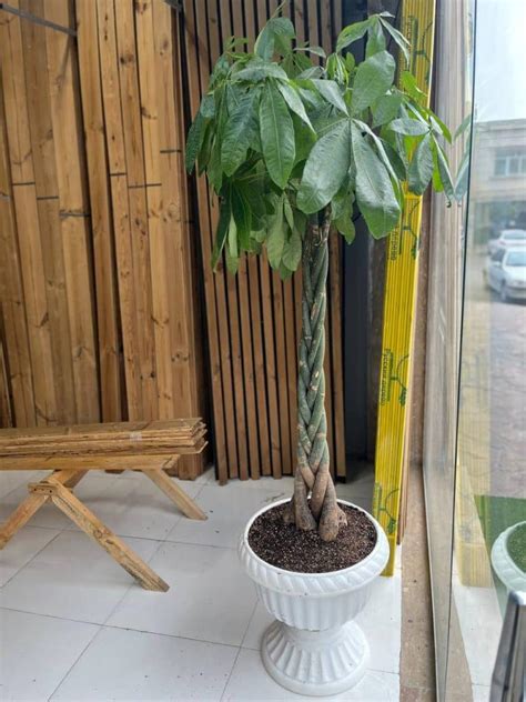 ساخت کلبه سوئیسی معماریکا