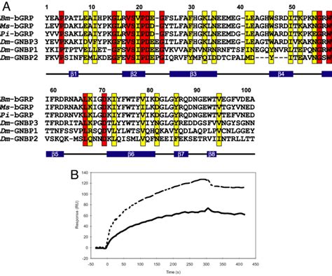 Characterization Of Grp N102 A Sequence Alignment Of The N Terminal Download Scientific