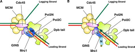 Mrc1 And Dna Polymerase ɛ Function Together In Linking Dna Replication