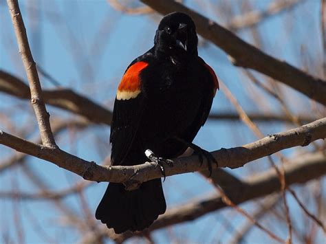 Capt Mondos Photo Blog Blog Archive Squawking Male Red Winged