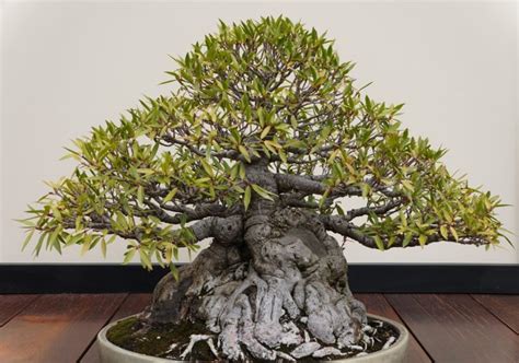 Ficus Bonsai Tree Types A Comprehensive Guide Foliage Friend Learn